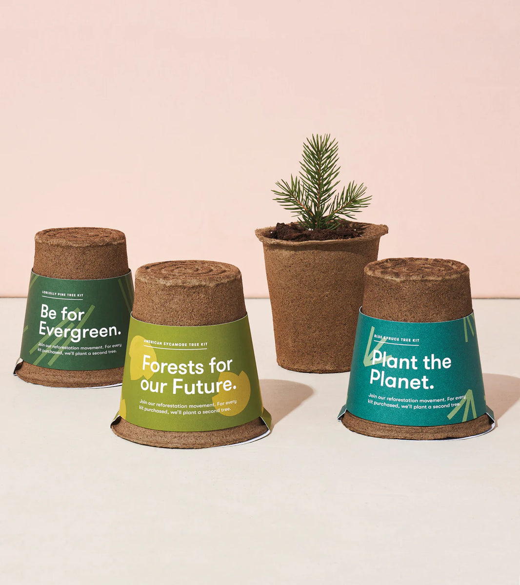 Modern Sprout - One-For One Tree Kit - American Sycamore – Modern Burlap